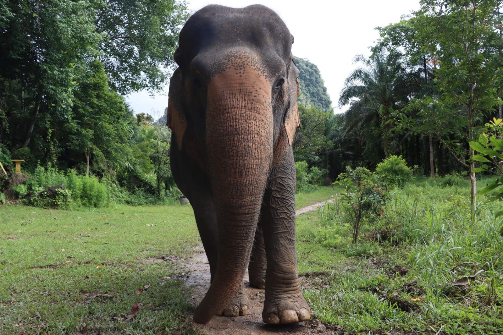 Khao Sok Elephant Sanctuary and Night Jungle Walk - lovekhaolakholiday.com